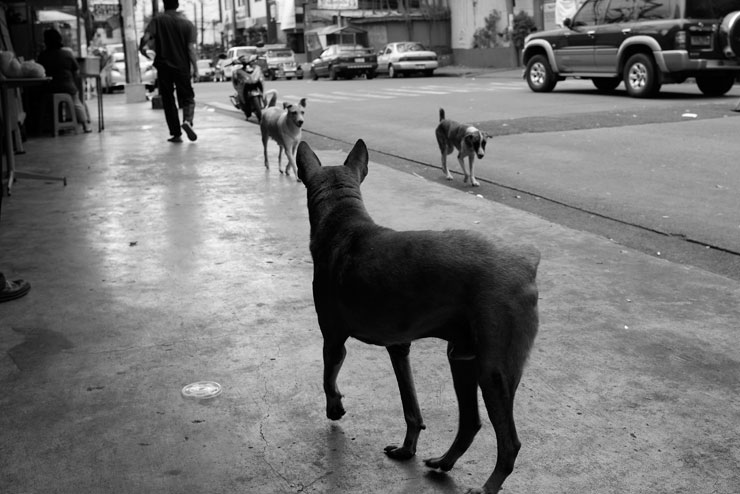 Street Dogs of Manila - Alexandra Paredes